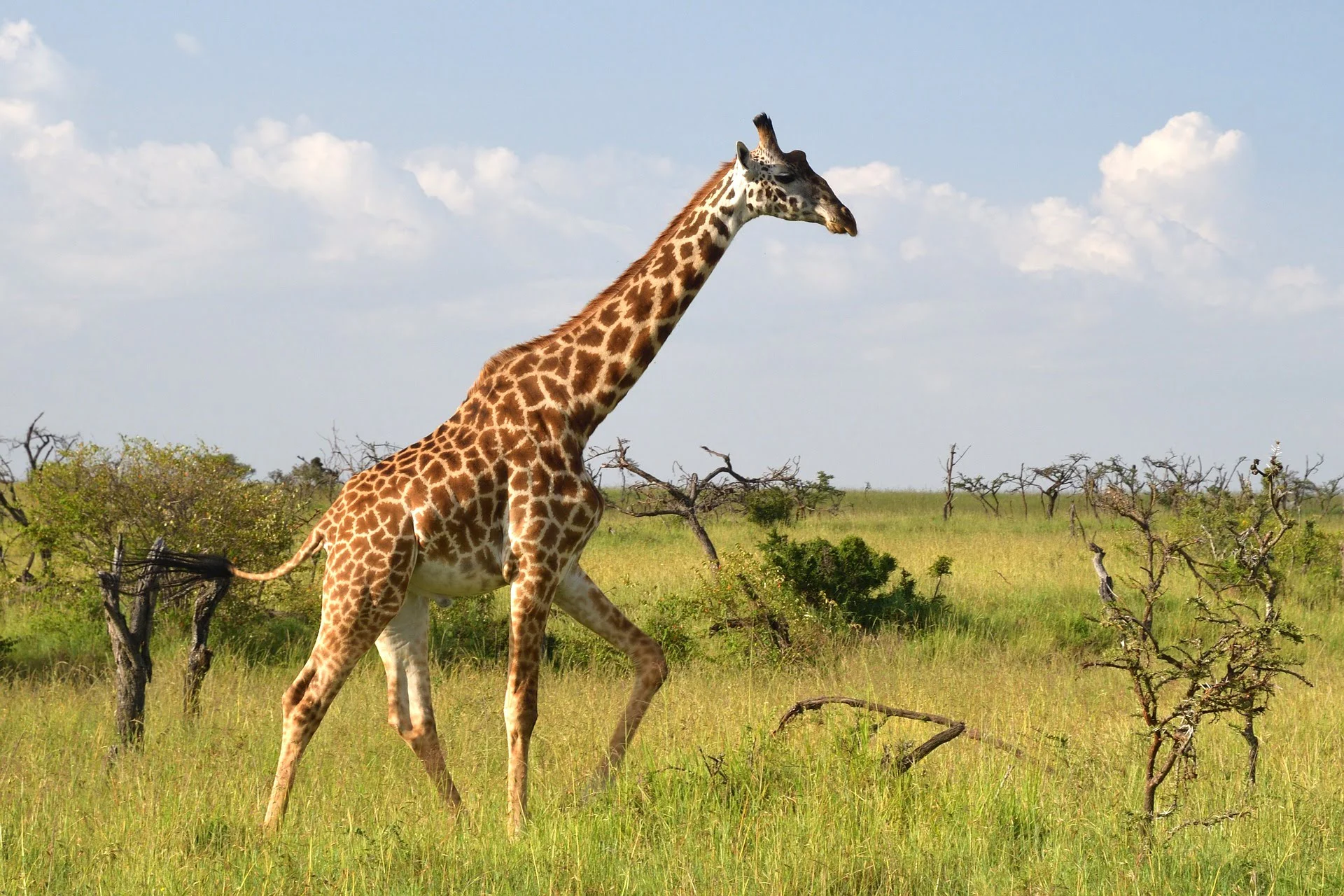 Masai Mara | Big Cats Safari