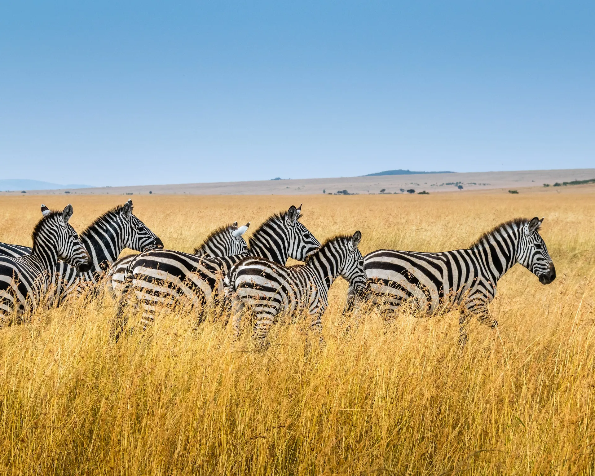 African Zebra – Interesting Facts, Habitat, and Diet Overview
