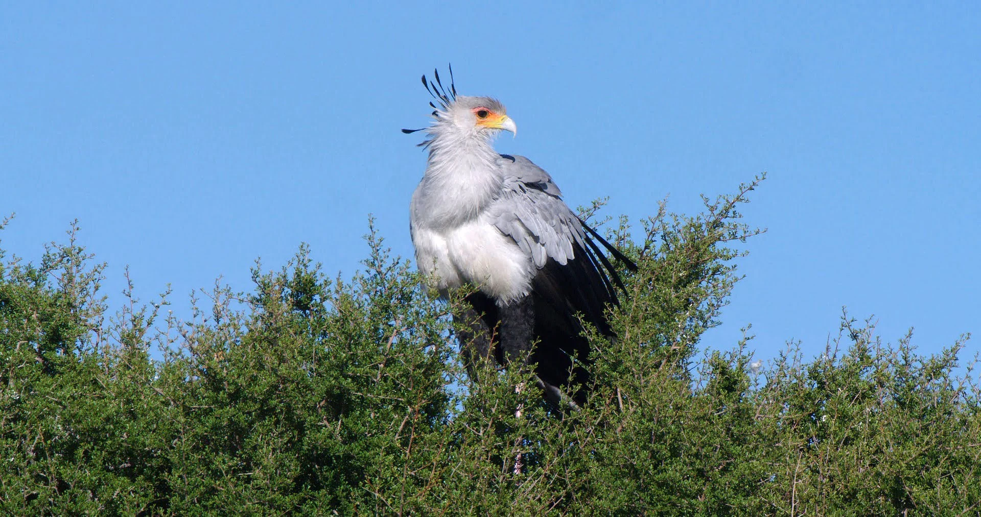 Secretary Bird - Unique Hunting Style & Fascinating Facts