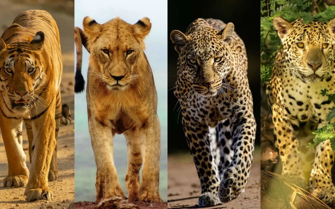 Tiger vs. Lion vs. Jaguar vs. Leopard - Comparing the Big Cats