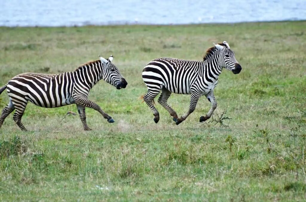 African Zebra - Interesting Facts, Habitat, and Diet Overview